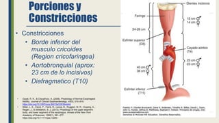 Constricciones Del Esófago