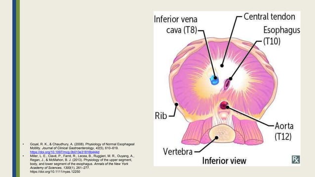 Anatomía y Fisiología del Esófago.pptx