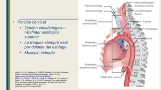 Anatomía y Fisiología del Esófago.pptx
