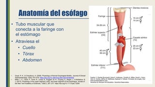Anatomía y Fisiología del Esófago.pptx