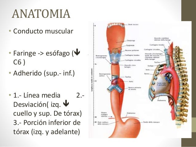Anatomía y Fisiología del Esofago. Trastornos mMotores