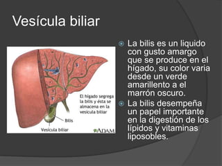 Anatomía y fisiología del hígado | PPTX