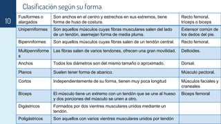 ANATOMÍA Y FISIOLOGÍA DEL MÚSCULO.pptx