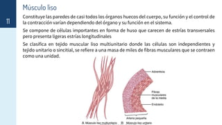 ANATOMÍA Y FISIOLOGÍA DEL MÚSCULO.pptx