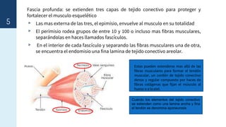 ANATOMÍA Y FISIOLOGÍA DEL MÚSCULO.pptx