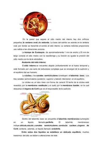 Anatomía y fisiología del oído | DOCX