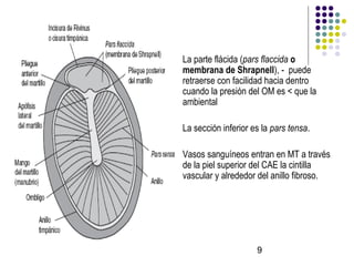 Anatomía y fisiología del oído | PPT