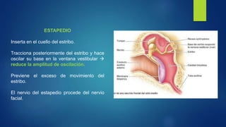 Anatomía y fisiología del oído medio | PDF