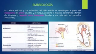 Anatomía y fisiología del oído medio | PDF