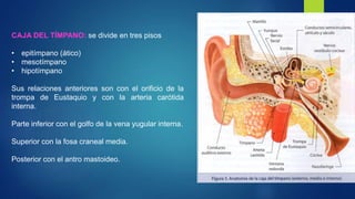 Anatomía y fisiología del oído medio | PDF