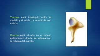 Anatomía y fisiología del oído medio | PDF