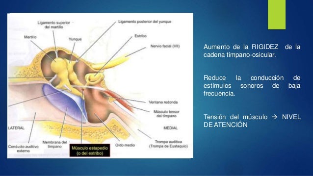 ANATOMÍA, EMBRIOLOGÍA Y FISIOLOGÍA DE OÍDO MEDIO