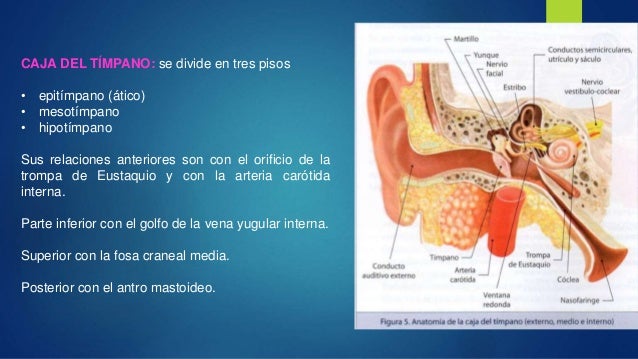 ANATOMÍA, EMBRIOLOGÍA Y FISIOLOGÍA DE OÍDO MEDIO