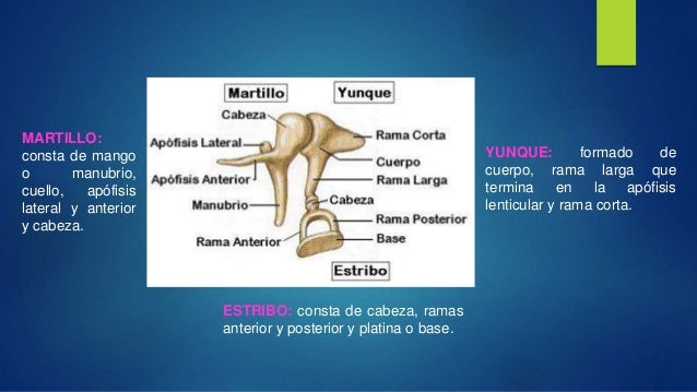 ANATOMÍA, EMBRIOLOGÍA Y FISIOLOGÍA DE OÍDO MEDIO