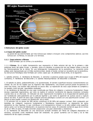 Anatomía y fisiología del ojo | DOCX