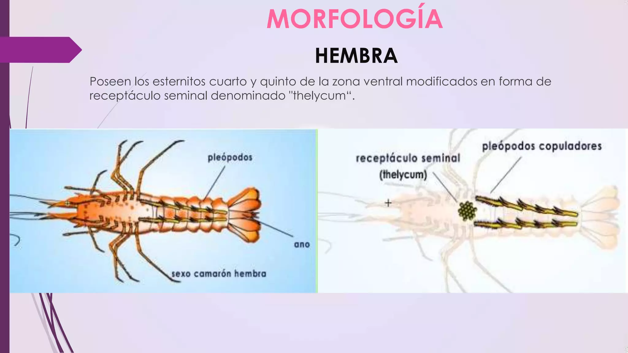 Anatomía y fisiología de los Camarones | PPTX | Biological Sciences ...