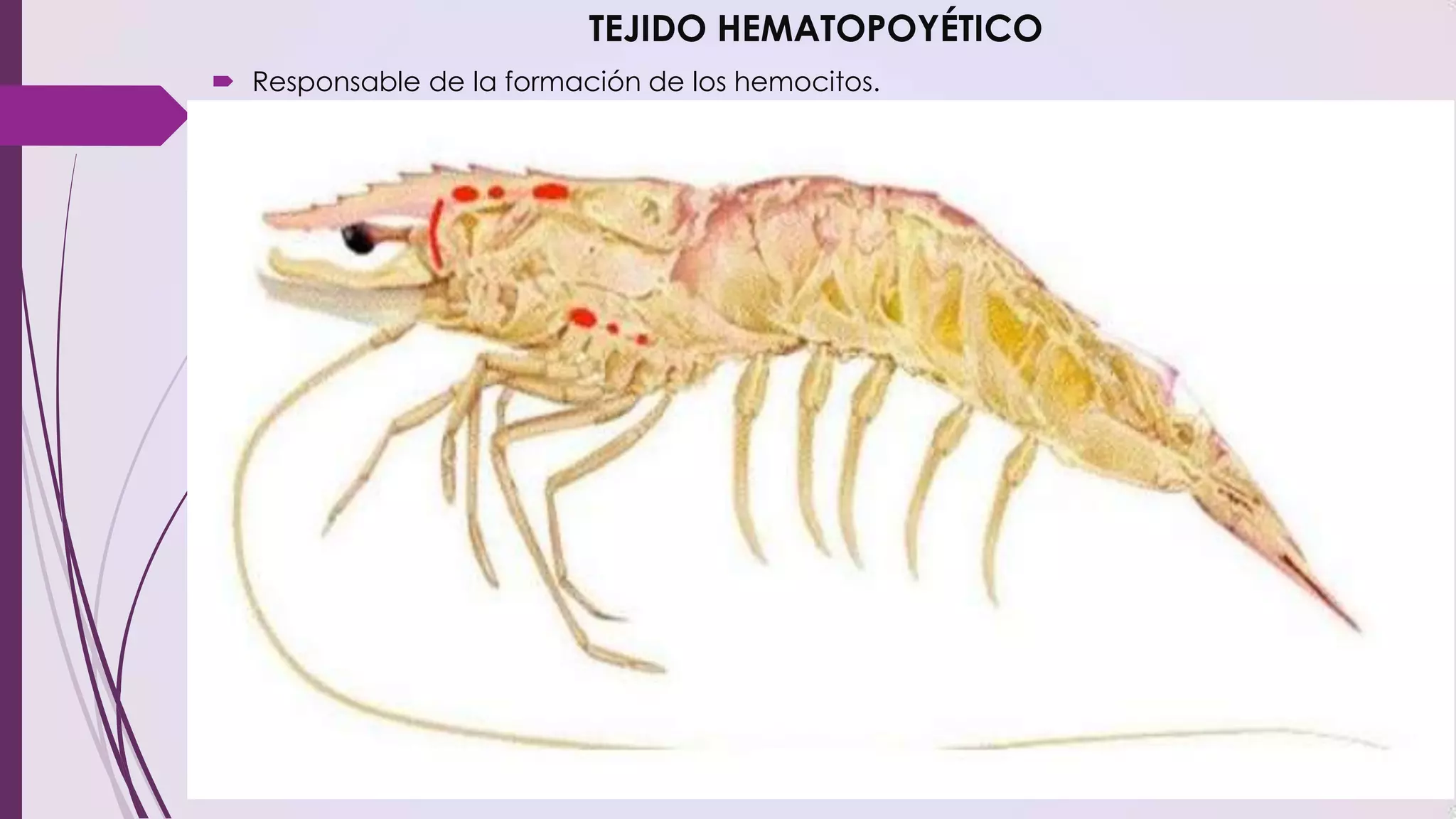 Anatomía y fisiología de los Camarones | PPTX | Biological Sciences ...