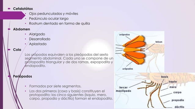 Anatomía y fisiología de los Camarones | PPTX | Biological Sciences ...