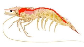 Anatomía y fisiología de los Camarones | PPTX