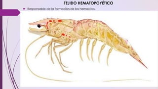 Anatomía y fisiología de los Camarones | PPTX