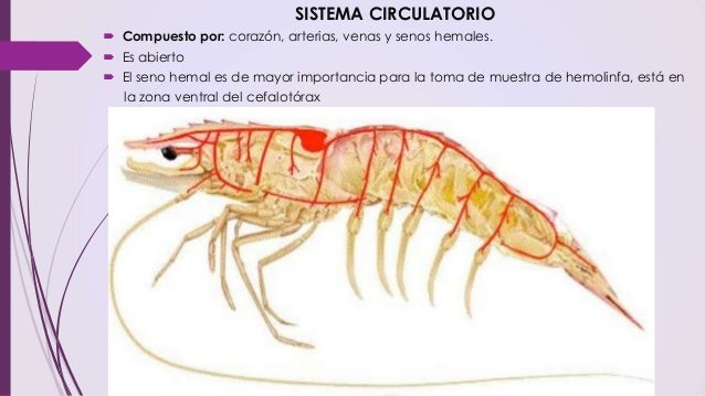 Anatomía y fisiología de los Camarones