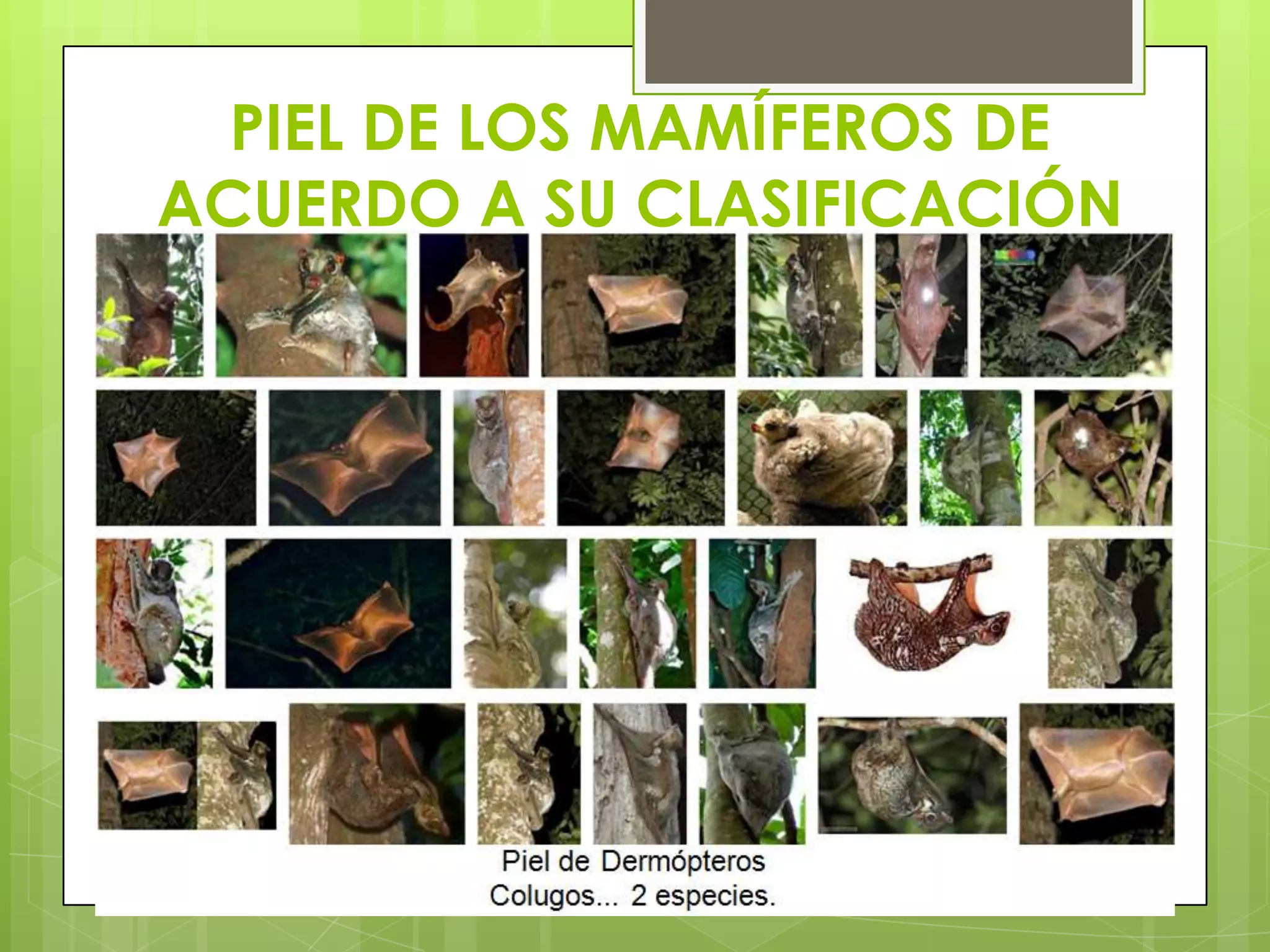 Anatomía y fisiología de los mamíferos | PPTX