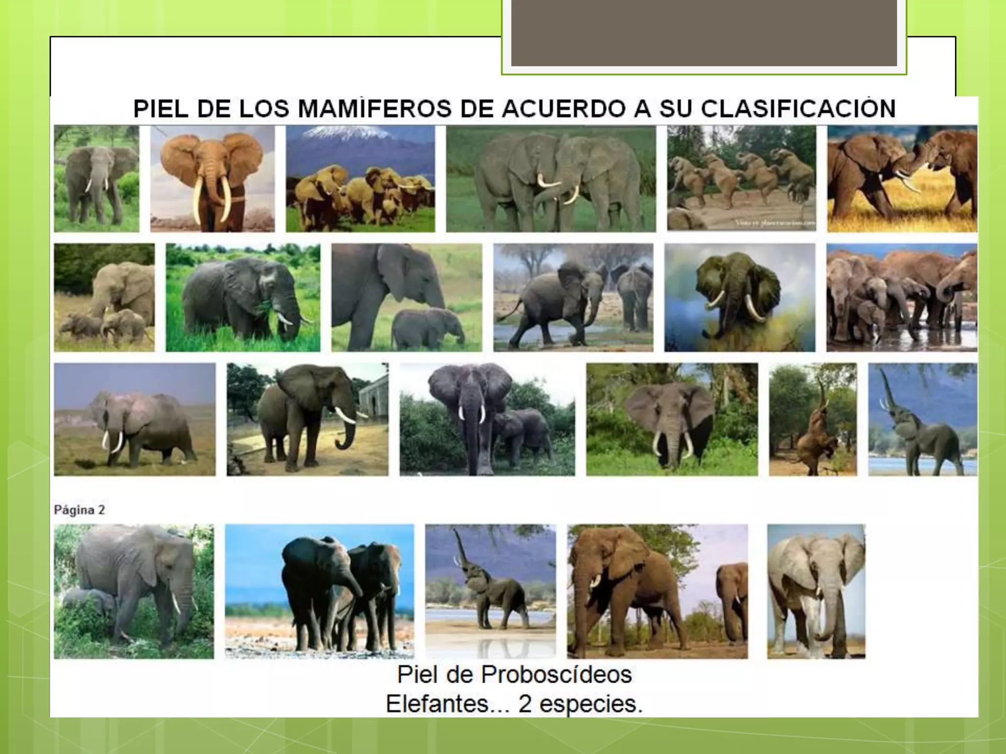 Anatomía y fisiología de los mamíferos | PPTX