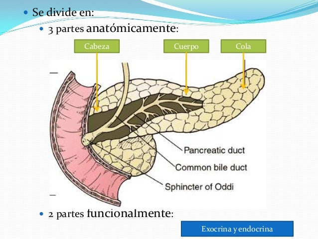 Anatomía y fisiología del páncreas
