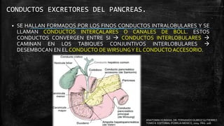 Anatomía y fisiología del páncreas | PPTX