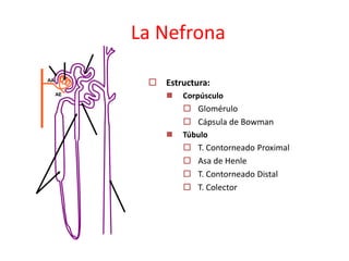 Anatomía y fisiología del riñón | PPTX