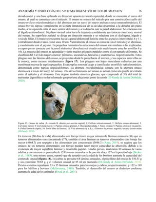 Anatomía y fisiología del rumen 000000000 | PDF