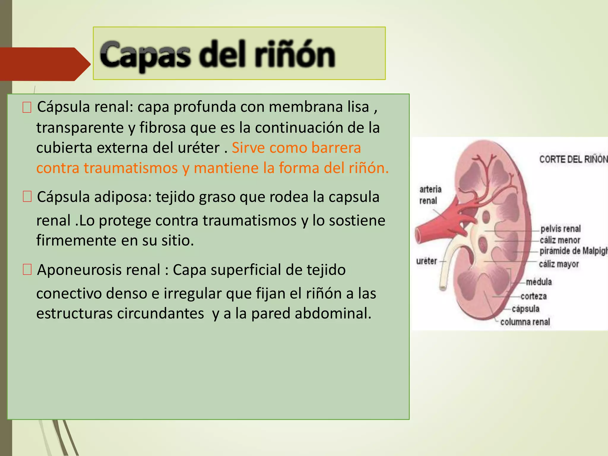 Anatomía y fisiología del sistema urinario | PPTX