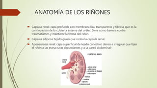 Anatomía y fisiología del sistema urinario.pptx
