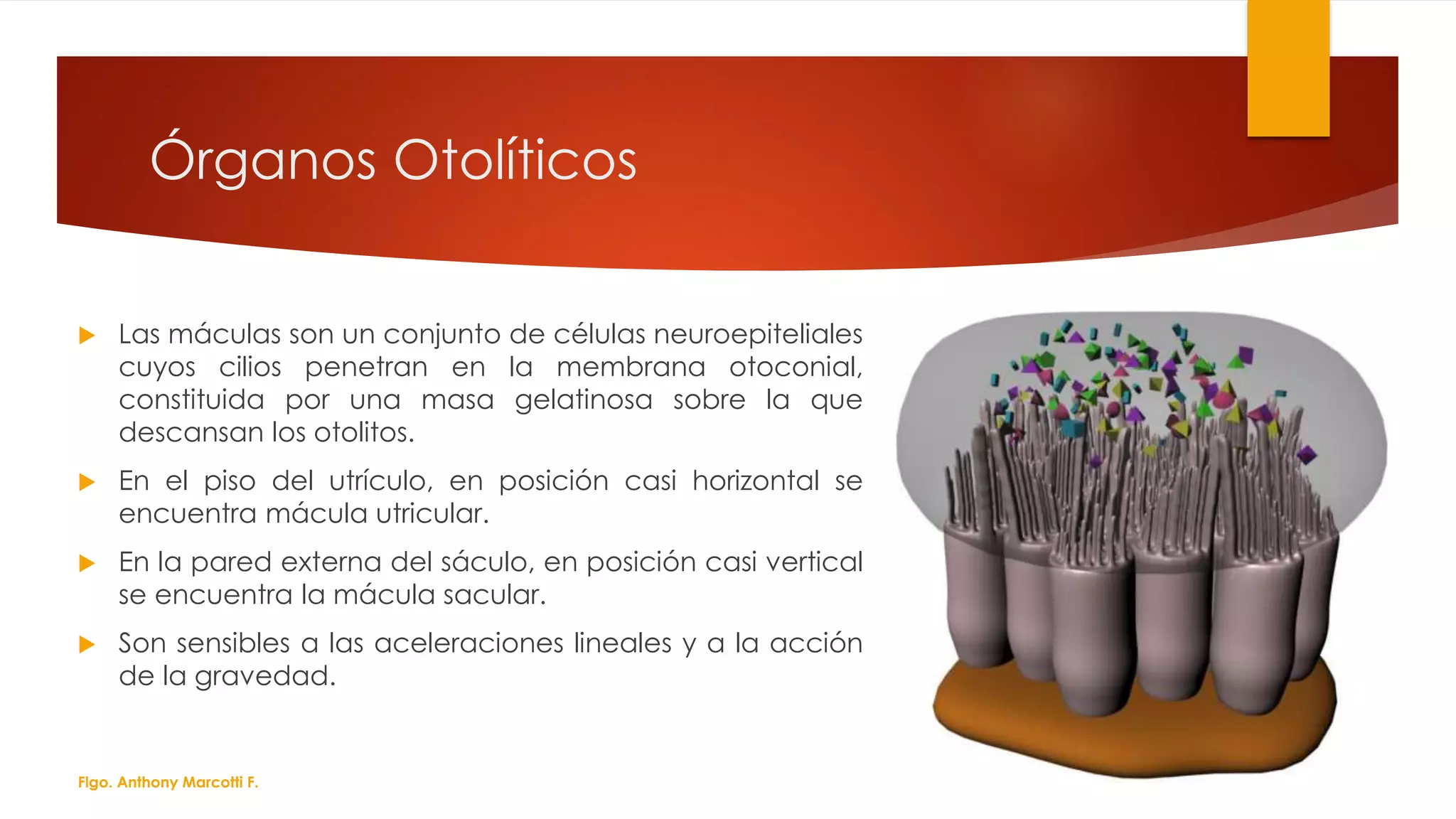 Anatomayfisiologadelsistemavestibularperifrico 130324215811-phpapp02 | PPTX