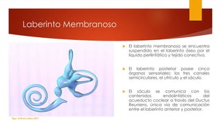 Anatomayfisiologadelsistemavestibularperifrico 130324215811-phpapp02 | PPT