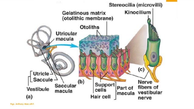 Anatomía Y Fisiología Del Sistema Vestibular Periférico