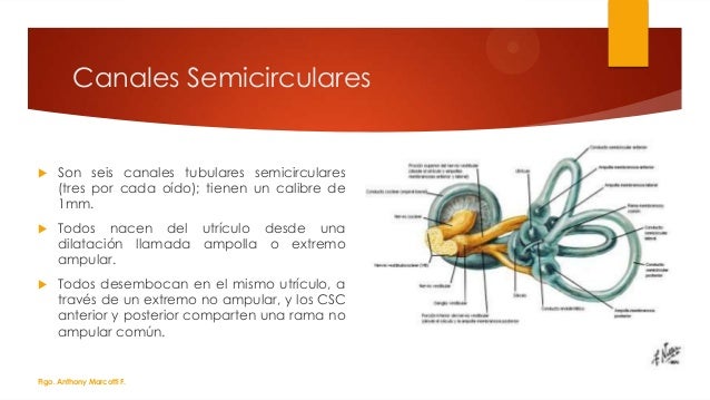 Anatomía Y Fisiología Del Sistema Vestibular Periférico