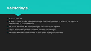 Anatomía y fisiología del tracto digestivo superior | PPTX