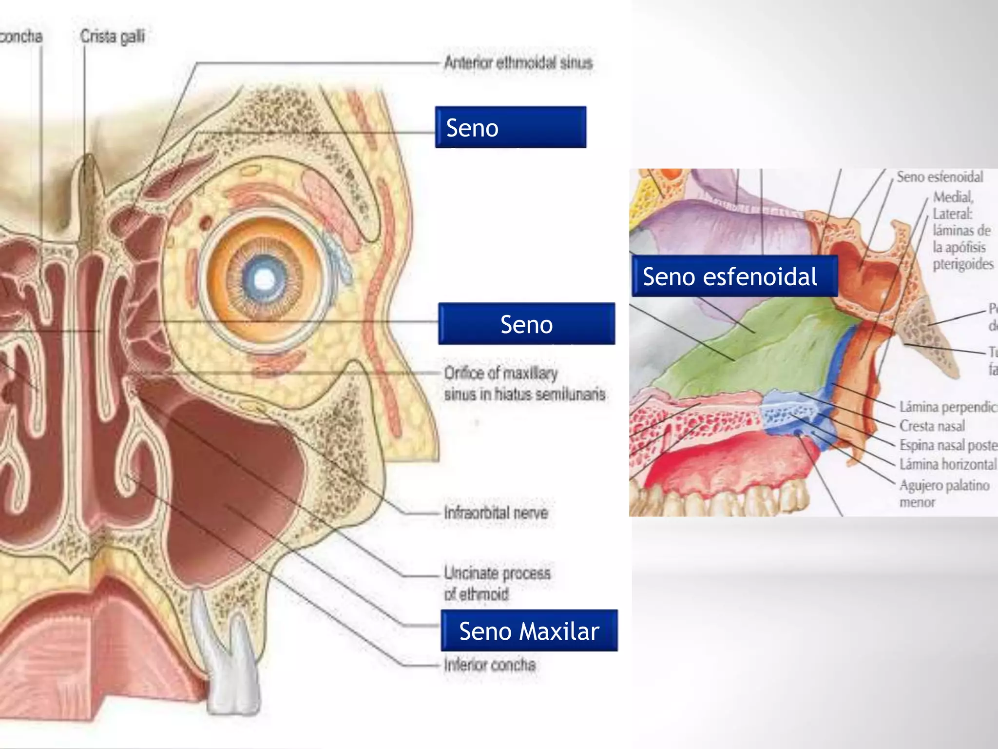 Anatomía y fisiología de nariz | PPTX