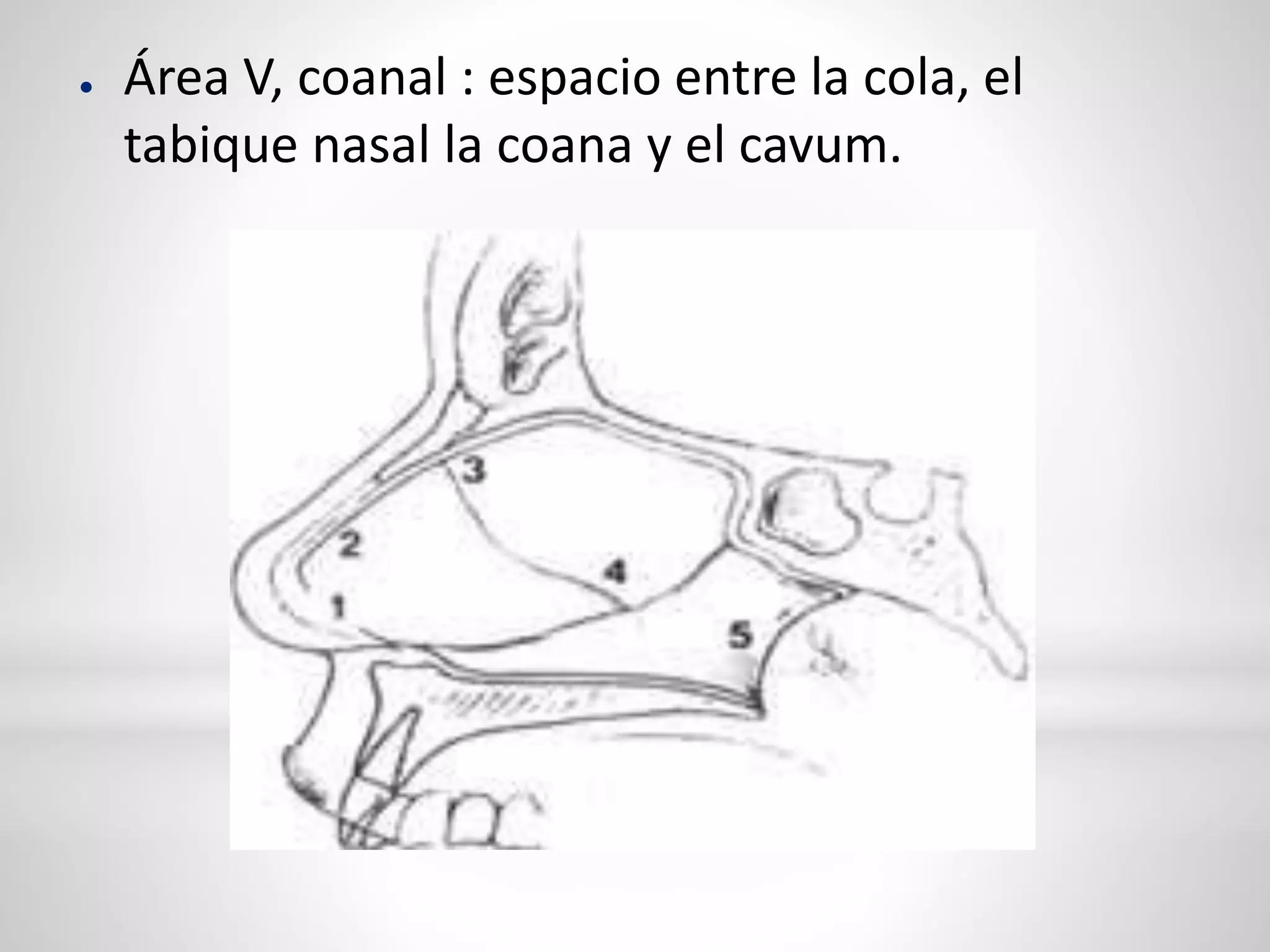 Anatomía y fisiología de nariz | PPTX
