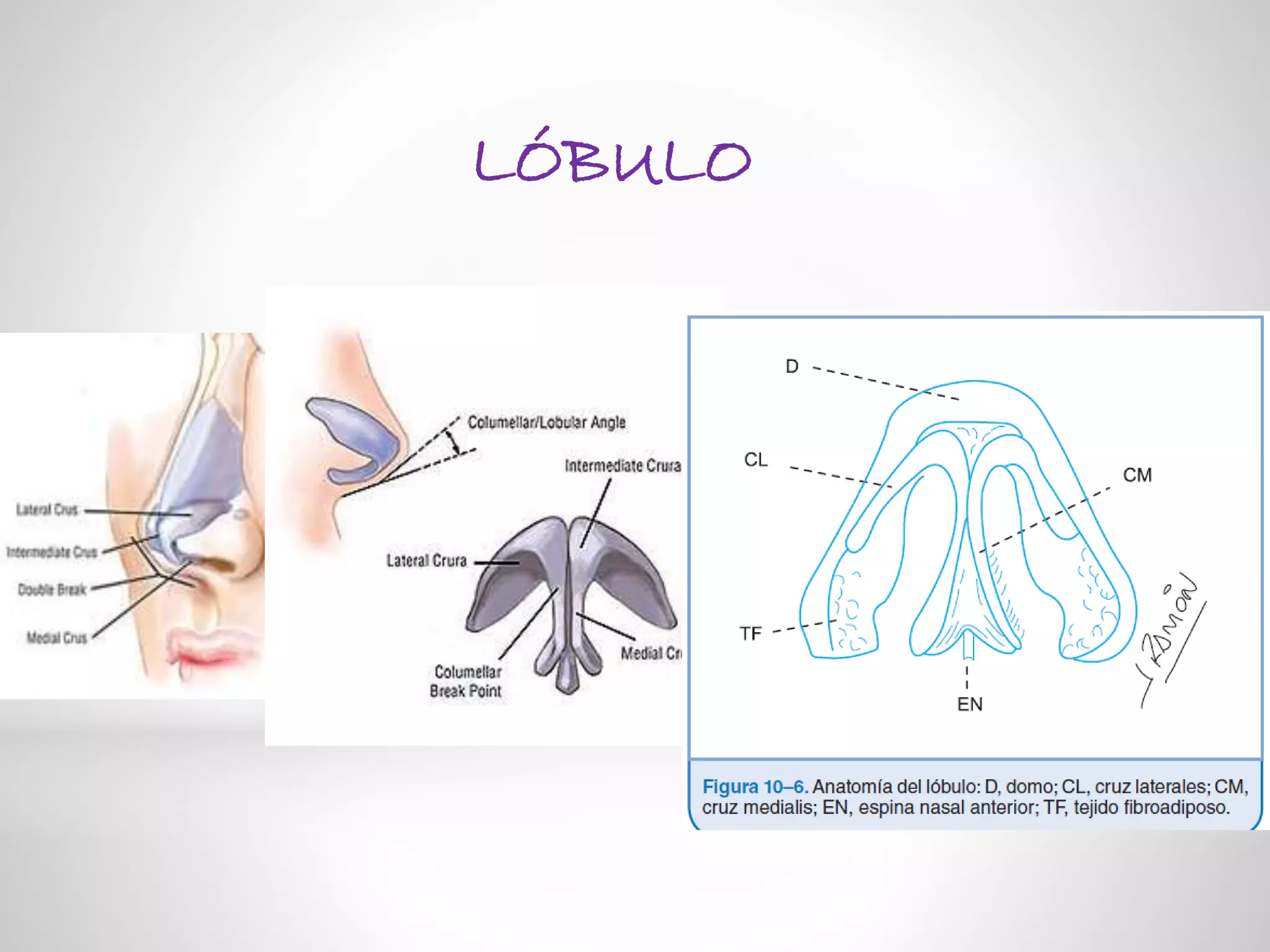 Anatomía y fisiología de nariz | PPT