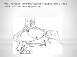 Anatomía y fisiología de nariz | PPTX