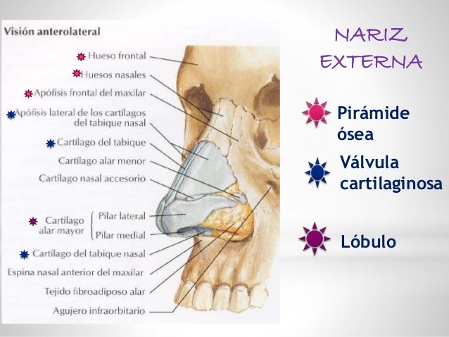 Anatomía y fisiología de nariz