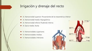 Anatomía y fisiología de recto y ano | PPTX