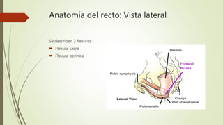 Anatomia Del Recto