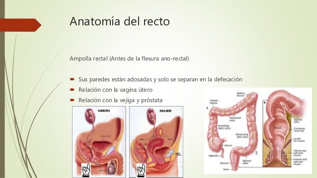 Anatomía y fisiología de recto y ano