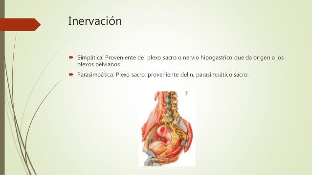 Anatomía y fisiología de recto y ano