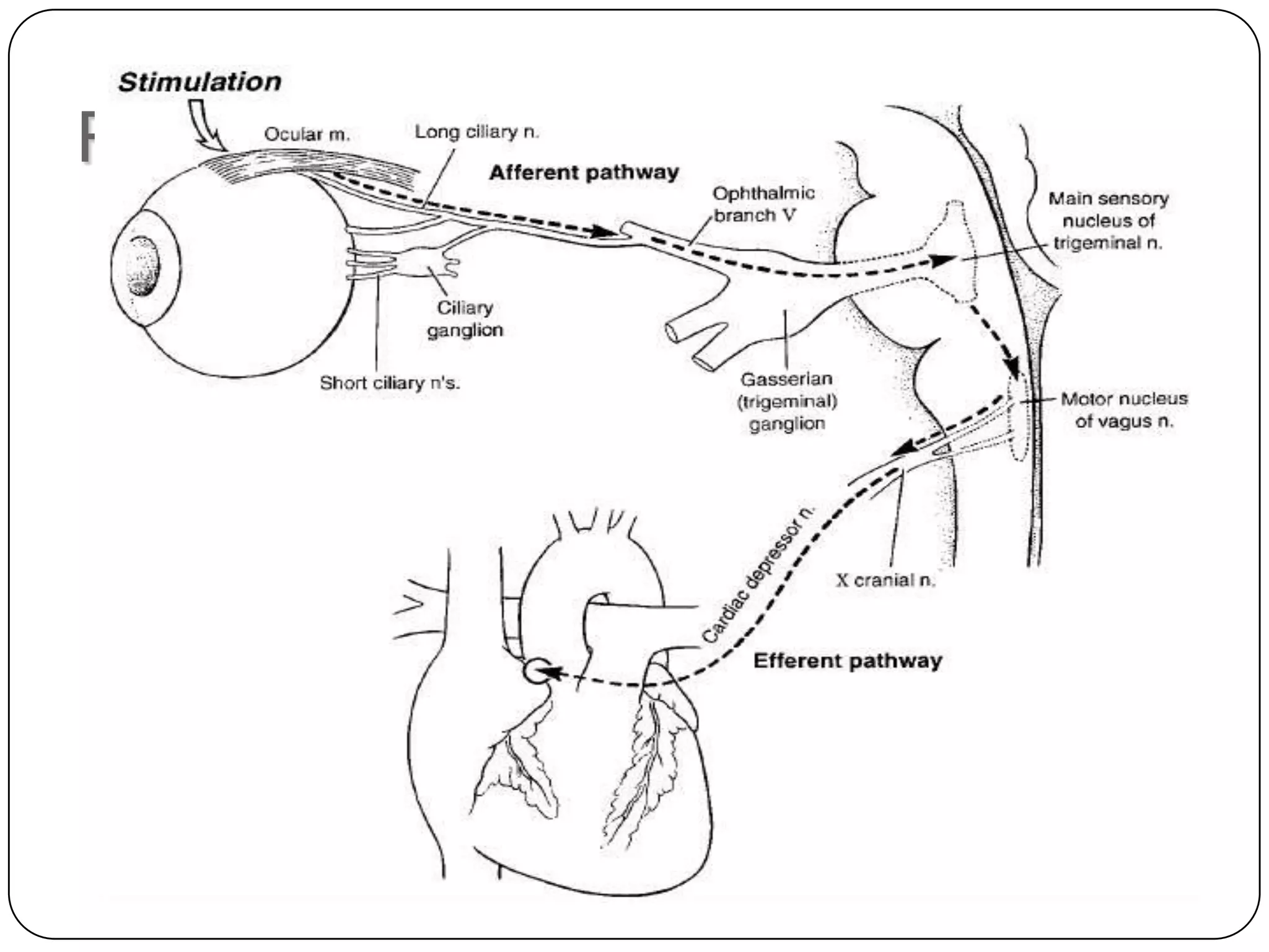 Anatomía Y Fisiología De Vías Respiratorias Superiores Ppt