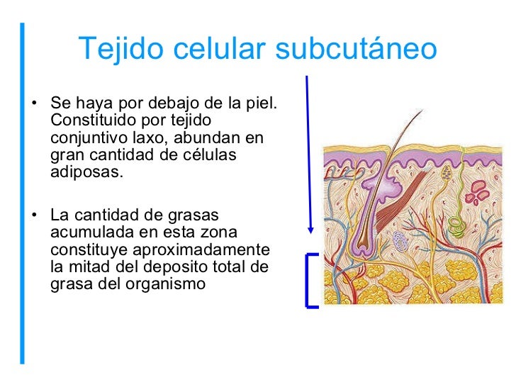 Anatomía y fisiología i