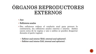 Anatomía y fisiología materna y fetal | PPTX
